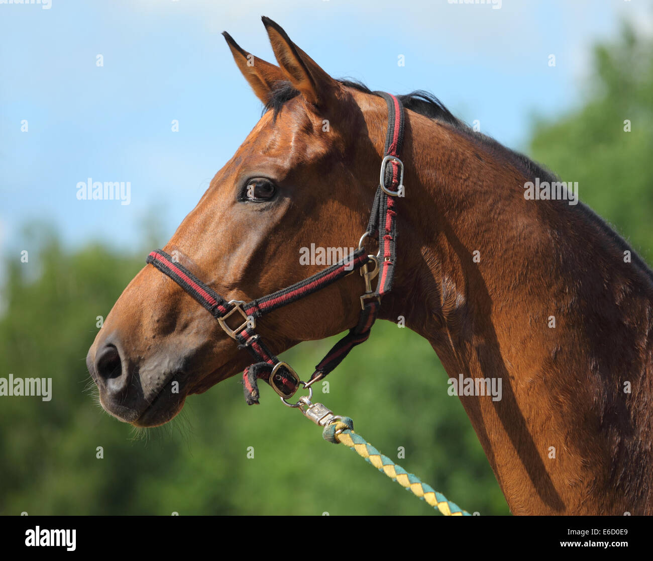 Holstein horse head shot portrait in summer background Stock Photo - Alamy