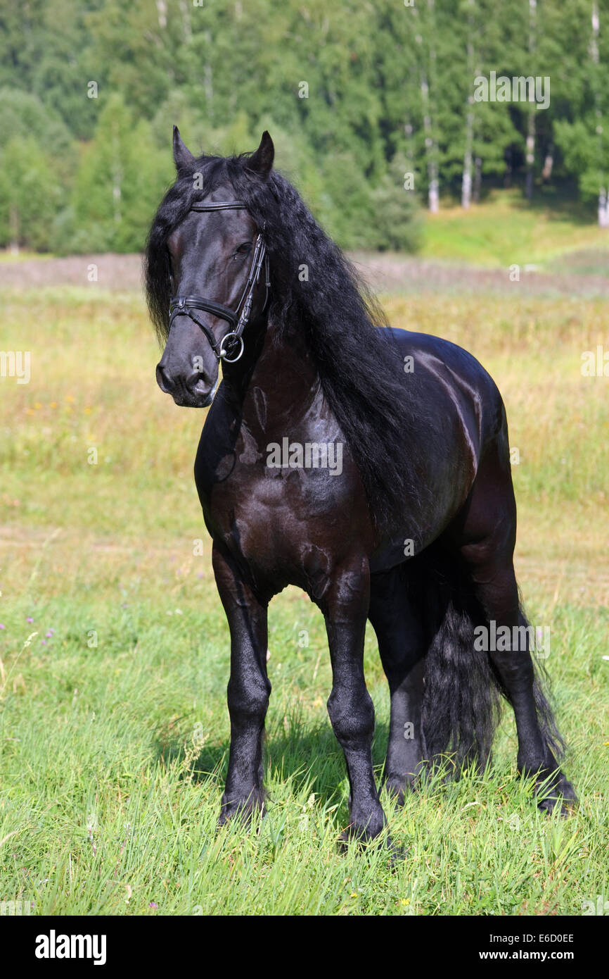Friesian horse hi-res stock photography and images - Alamy
