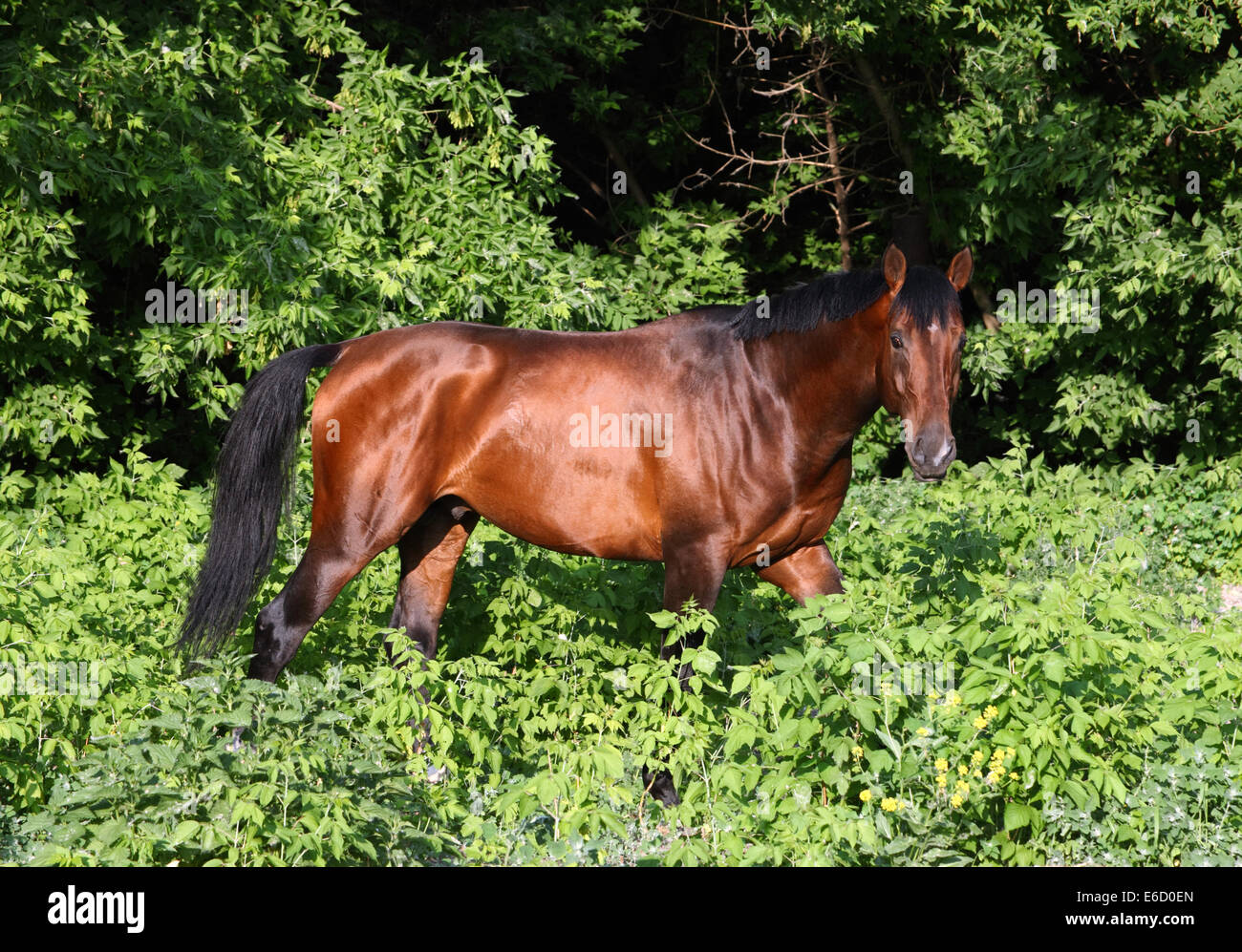 Galloping horse in the summer woods Stock Photo - Alamy