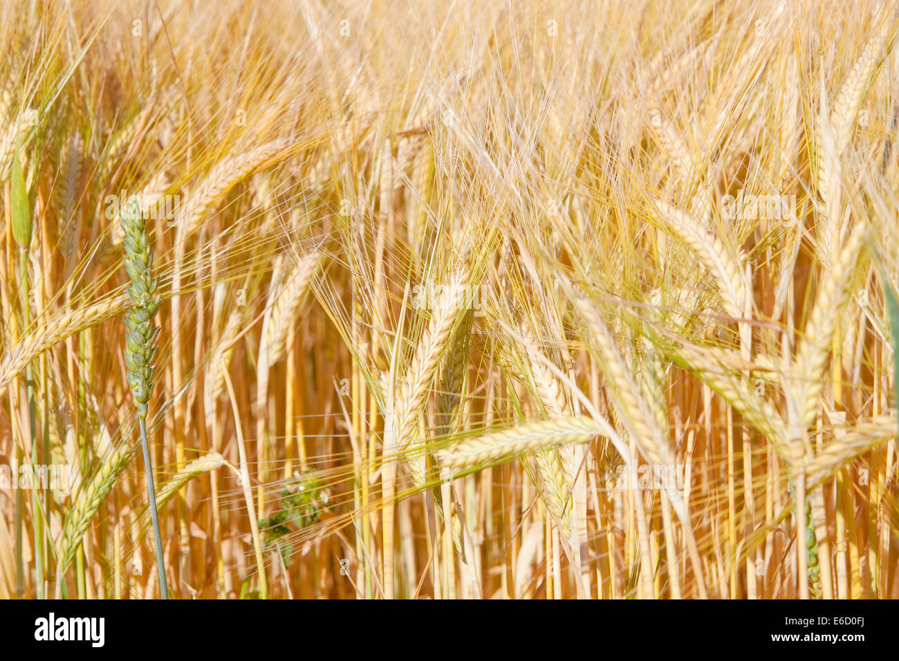 Agriculture - Field Of Rye Stock Photo - Alamy
