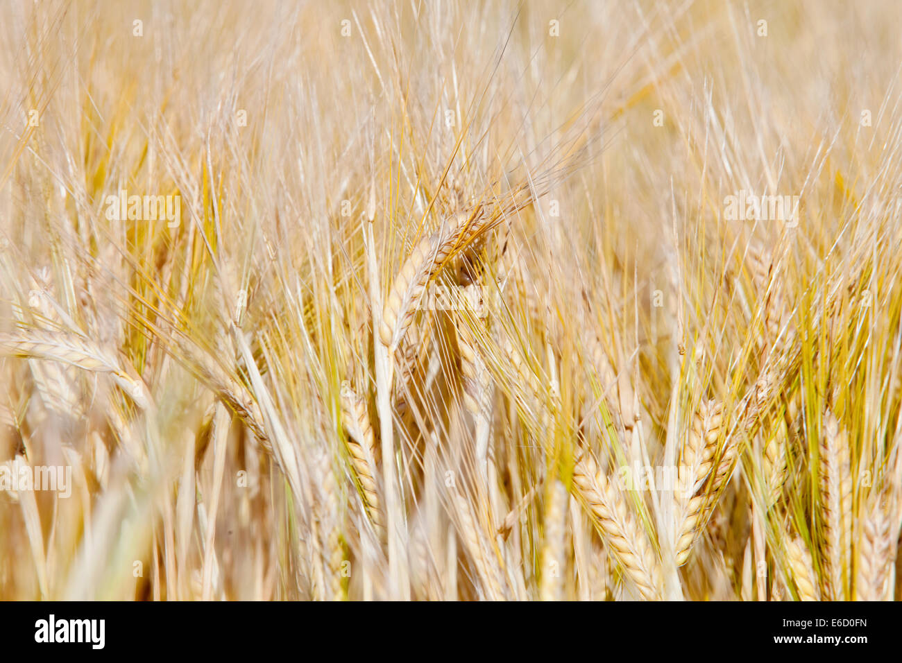 Cereal rye field hi-res stock photography and images - Alamy