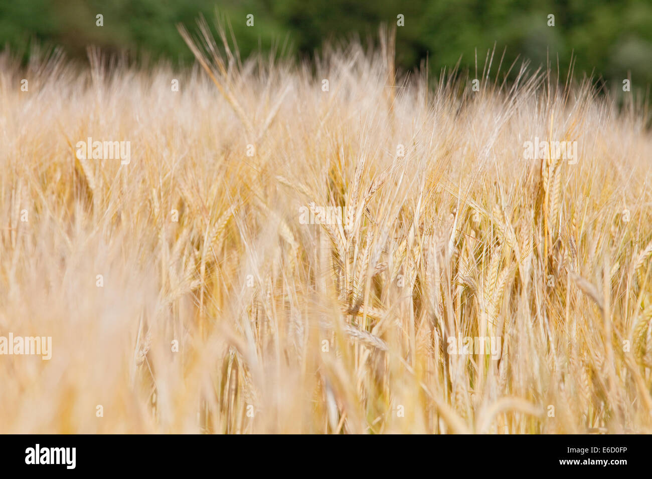 Agriculture - Field Of Rye Stock Photo - Alamy