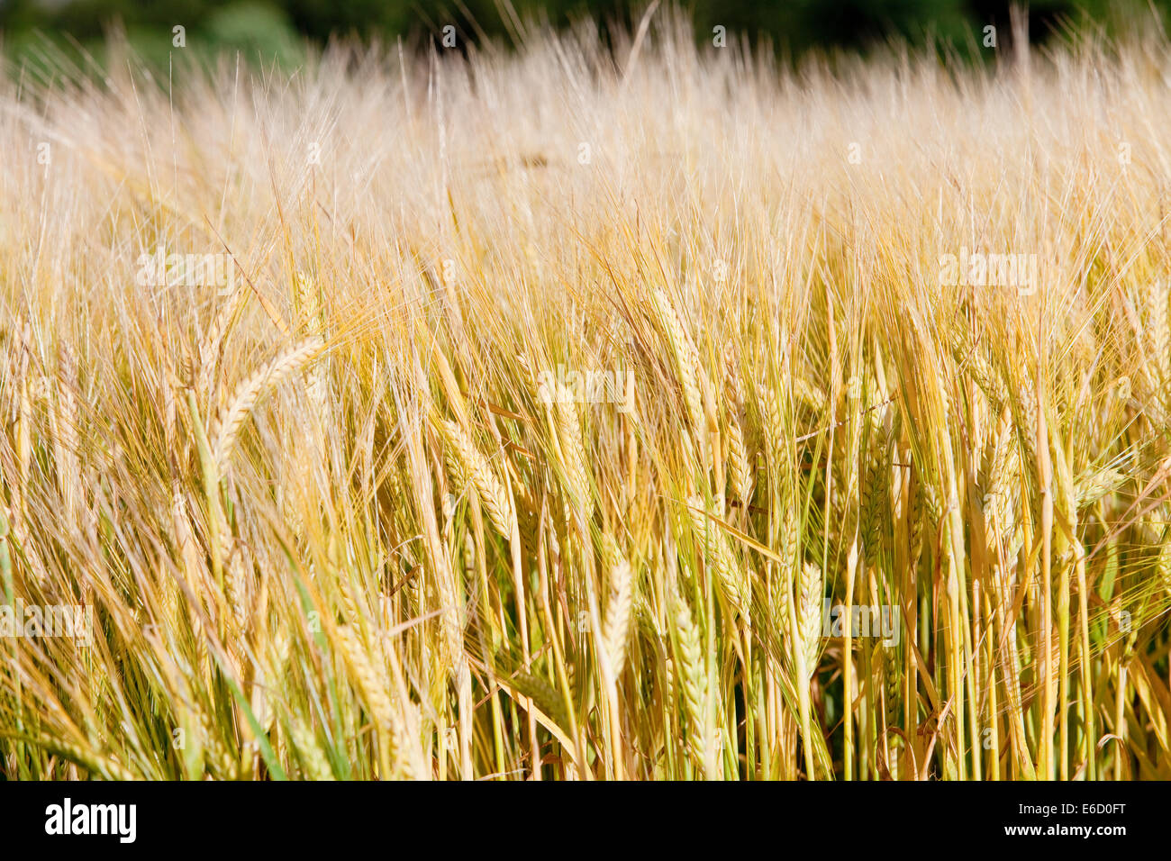Agriculture - Field Of Rye Stock Photo - Alamy