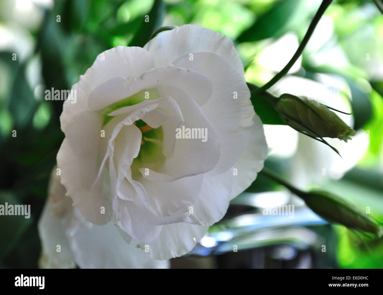 white Lisianthus Eustoma flower with stems Stock Photo - Alamy