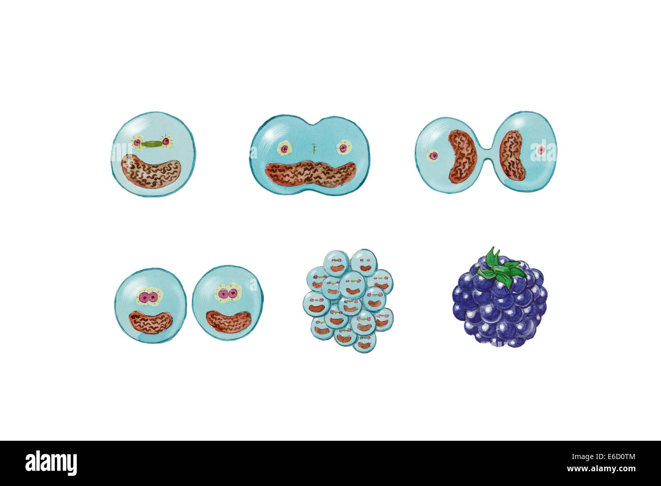 cells multiplication concept, illustration over white Stock Photo - Alamy