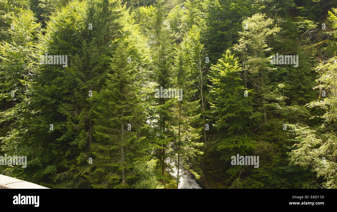 Dense coniferous forest evergreen branches hi-res stock photography and ...