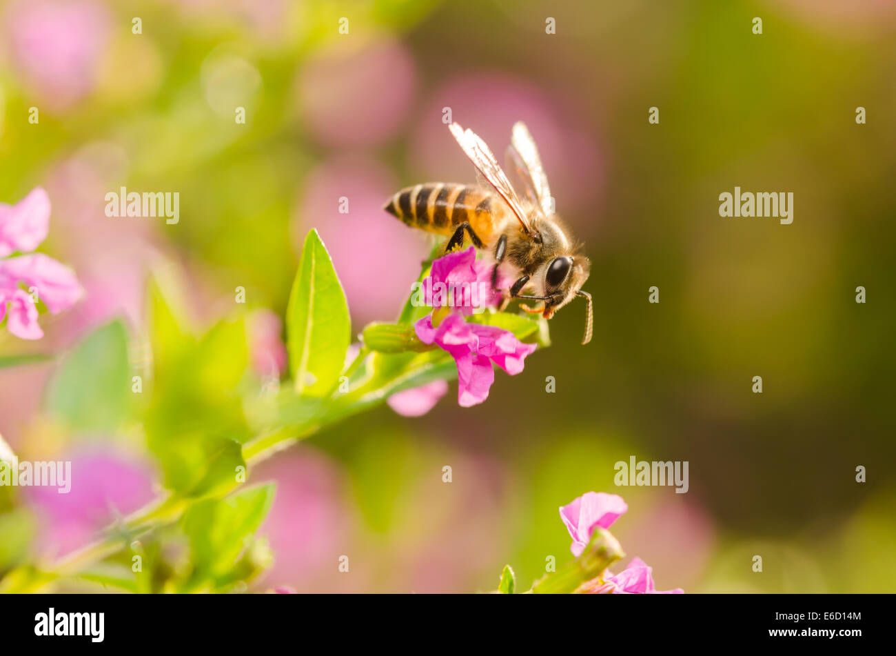 Pink Pink Cuphea hyssopifolia or false heather or Mexican heather or ...