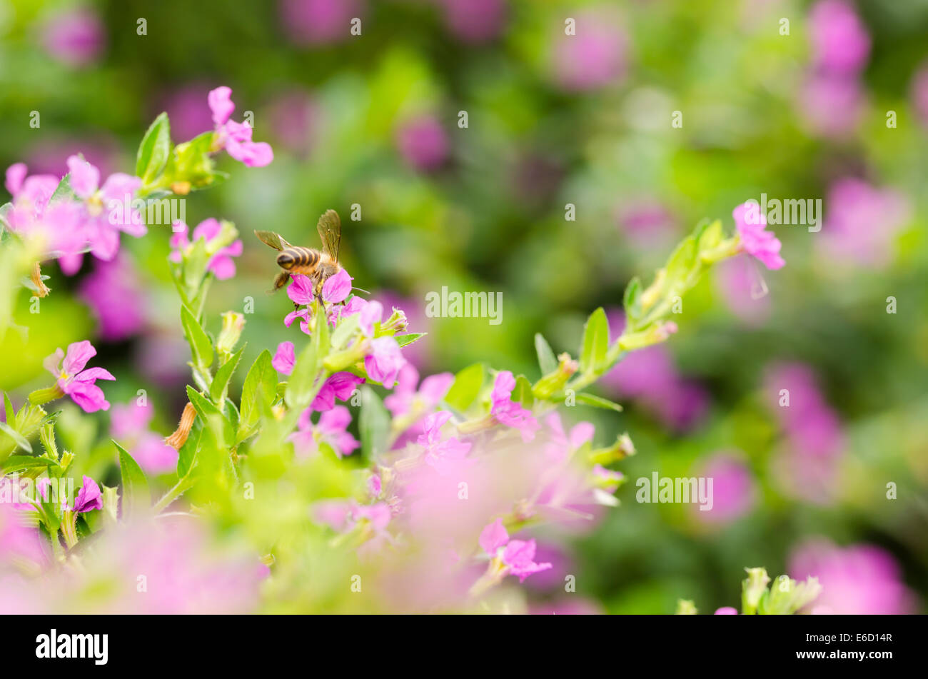 False heather cuphea hyssopifolia hi-res stock photography and images ...