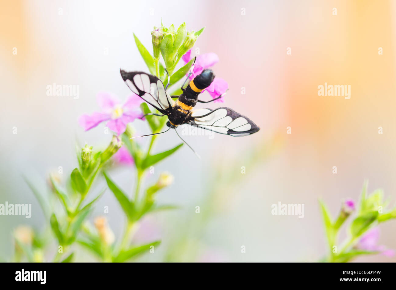 Pink Pink Cuphea hyssopifolia or false heather or Mexican heather or ...