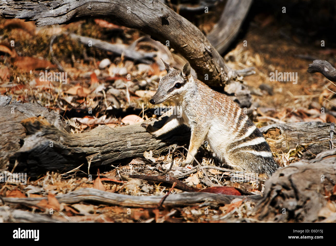 Numbat hi-res stock photography and images - Alamy