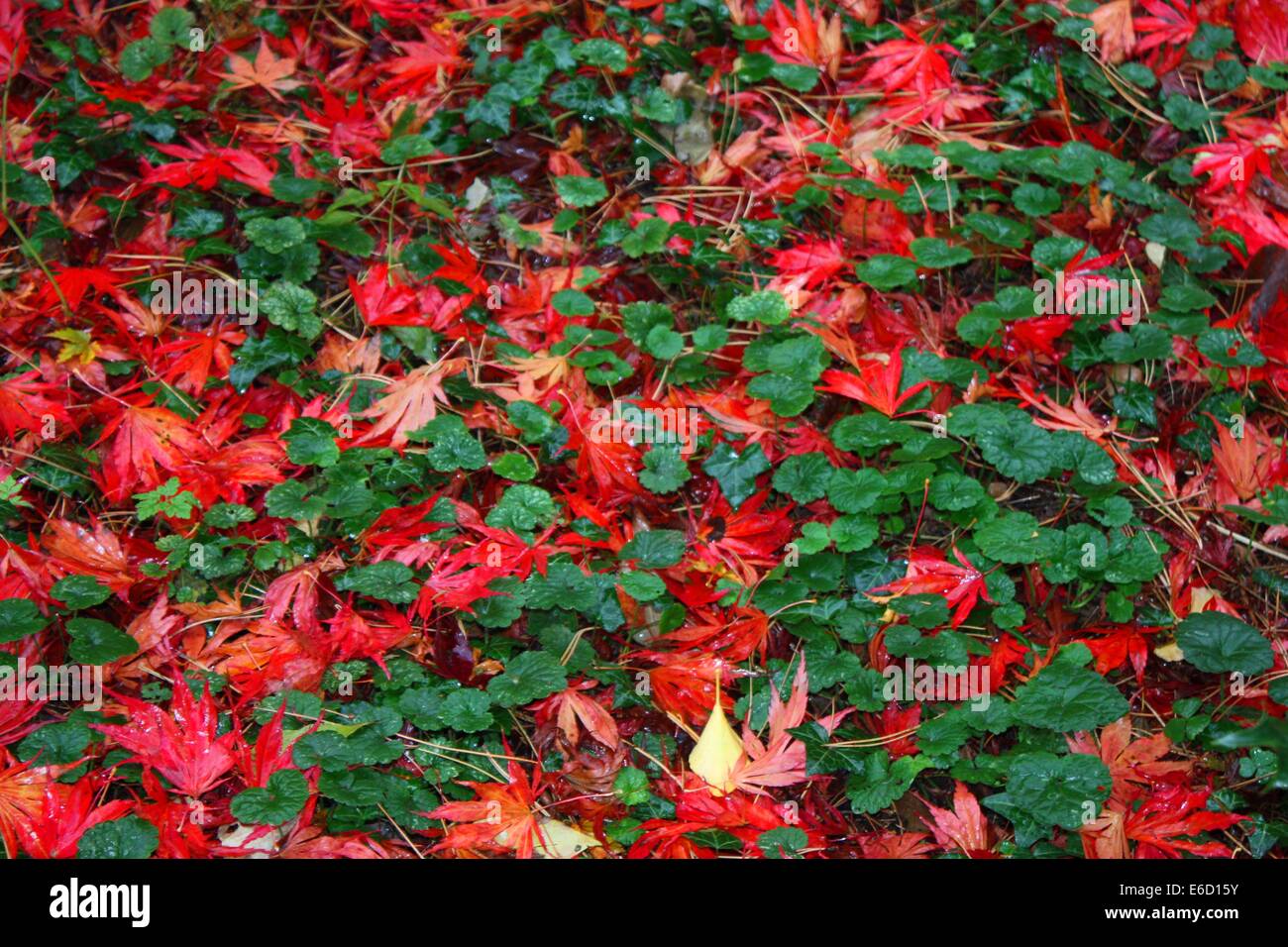 Leafs on the floor hi-res stock photography and images - Alamy