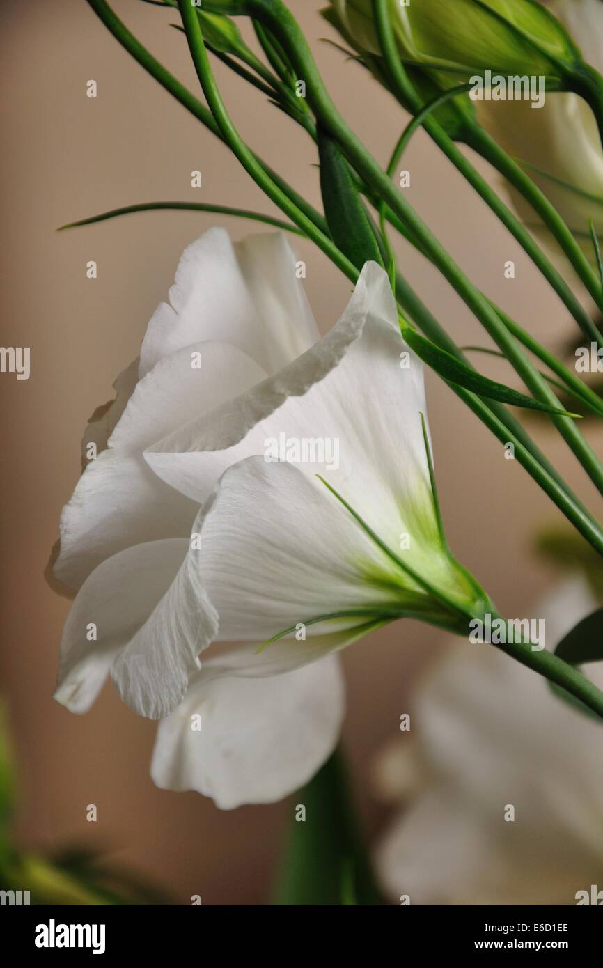 white Lisianthus Eustoma flower with stems Stock Photo - Alamy