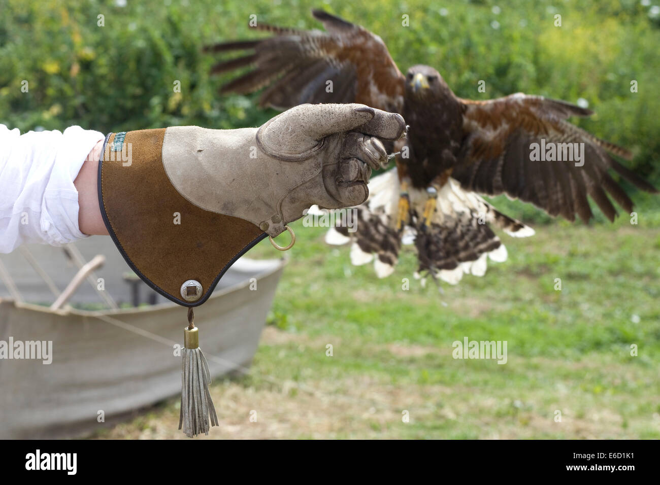 Harris hawk display hi-res stock photography and images - Alamy