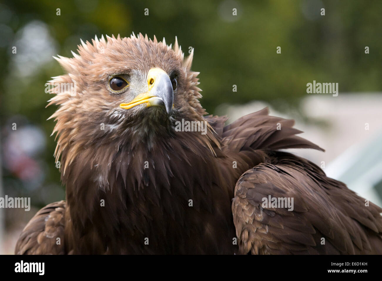 Powerful and aggressive eagle hi-res stock photography and images - Alamy