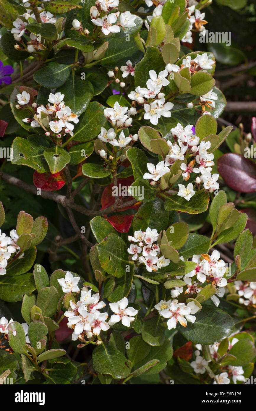 Flowers and evergreen foliage of the Yeddo hawthorn, Rhaphiolepis ...