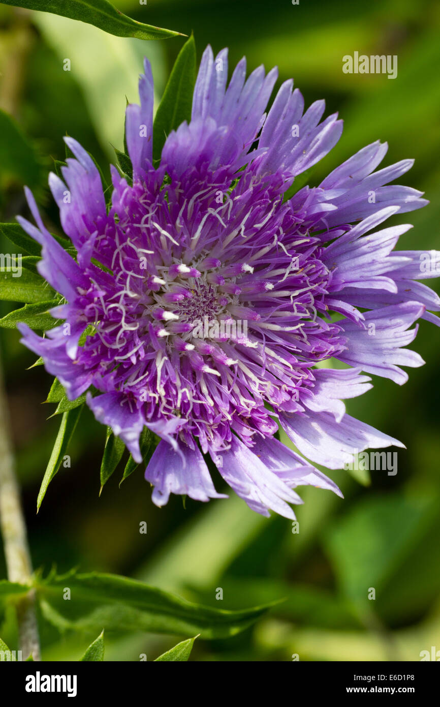 Close up of double flower of Stoke's aster, Stokesia laevis Stock Photo ...