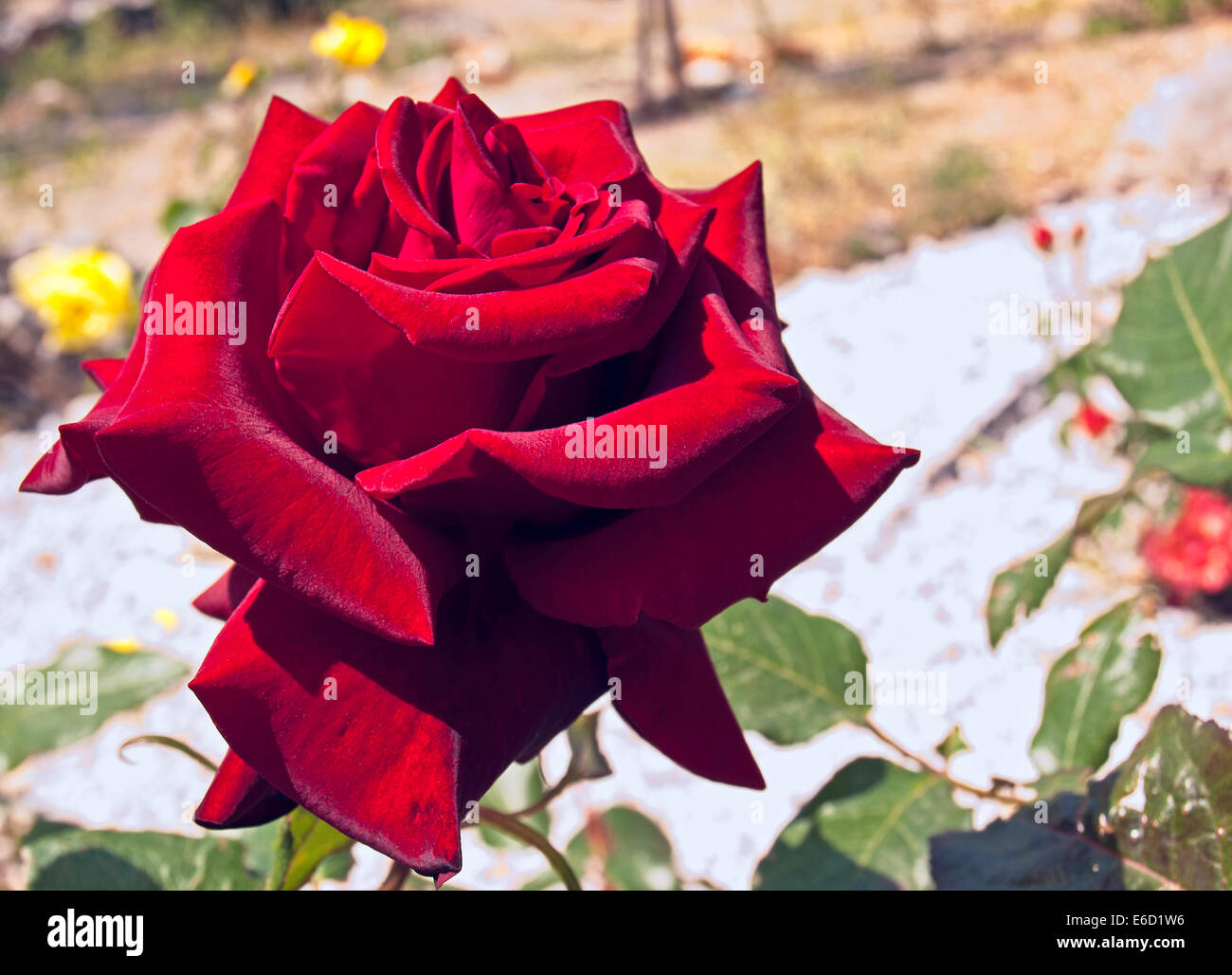 Rosa Red Silk. Stunning red rose cultivated on Crete, Greece Stock ...