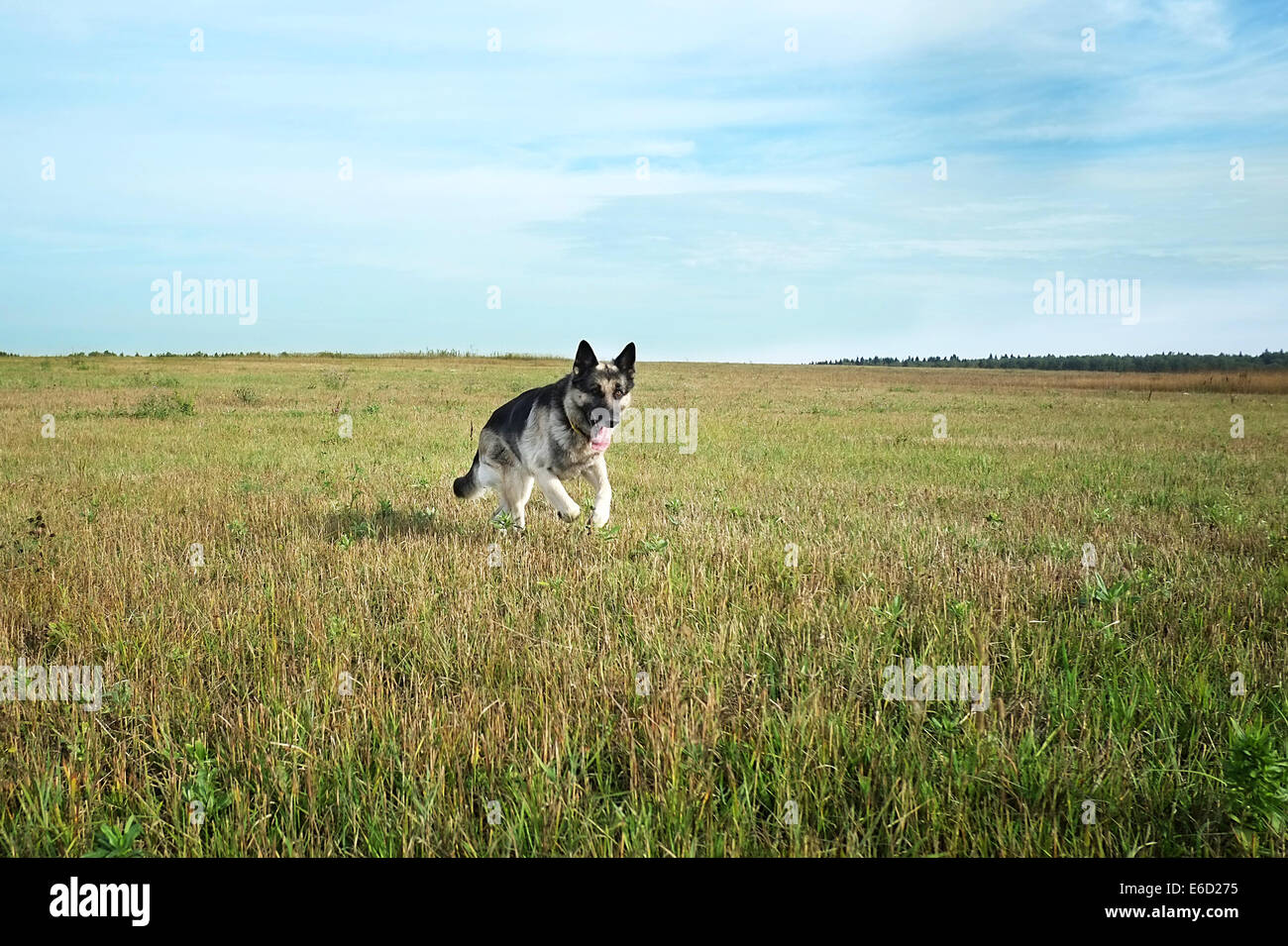 Tracing dog hi-res stock photography and images - Alamy
