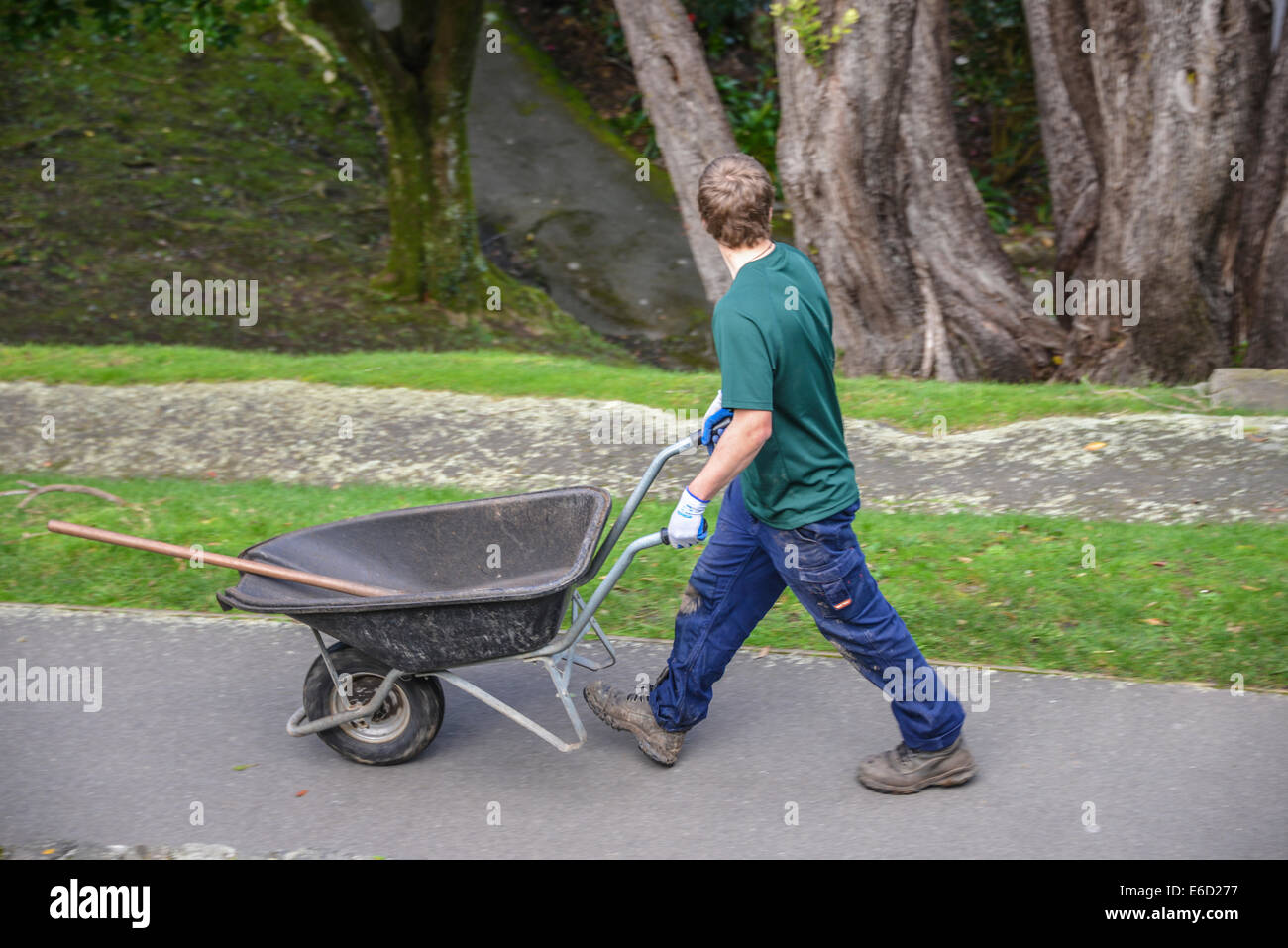 Gardener with wheel barrow in botanical gardens Wellington New Zealand ...