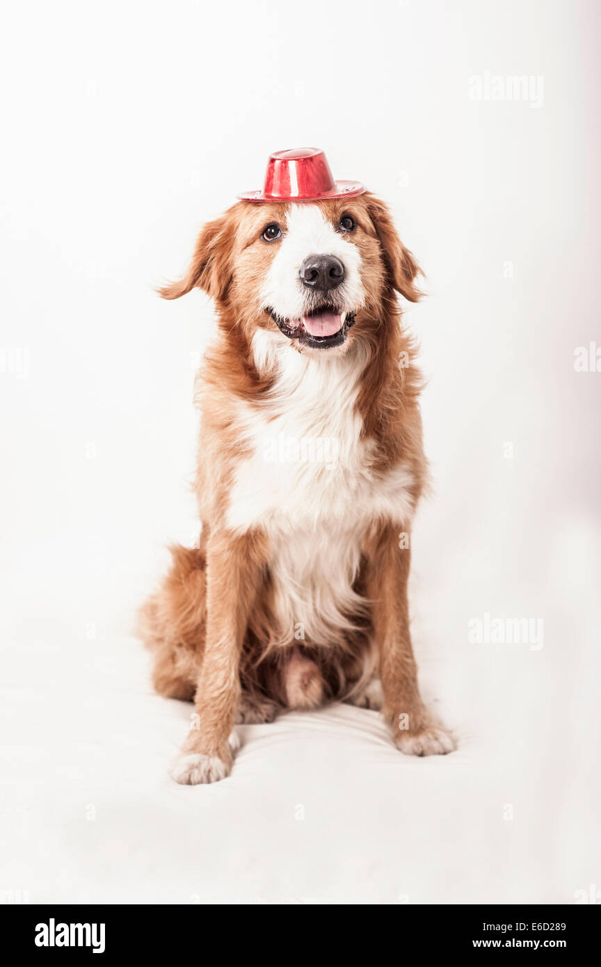 Dog wearing hat hi-res stock photography and images - Alamy