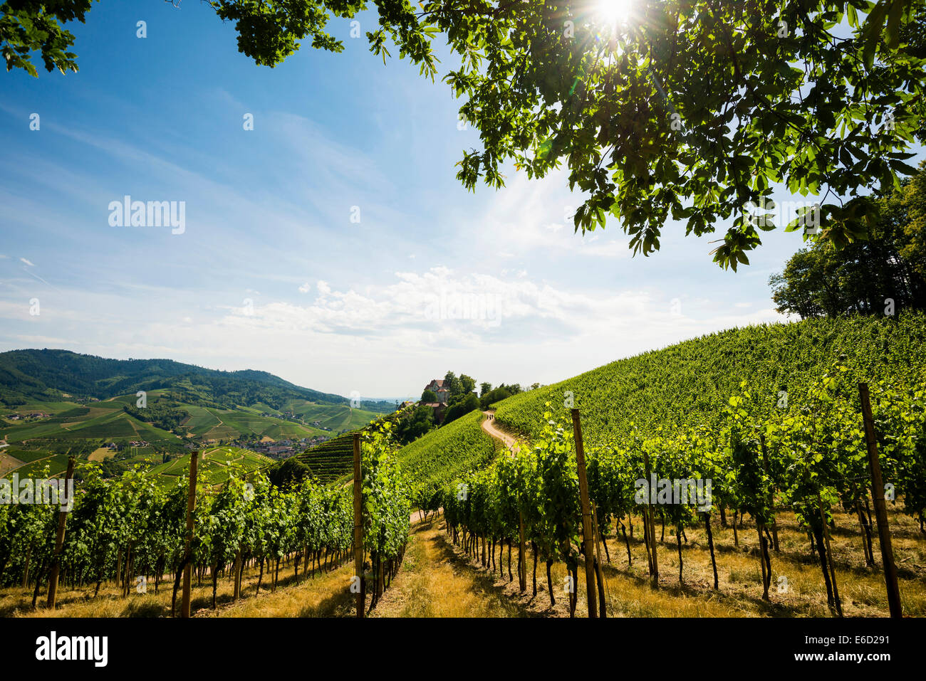 Burg Staufenberg castle and vineyards, Durbach, Ortenau, Black Forest ...