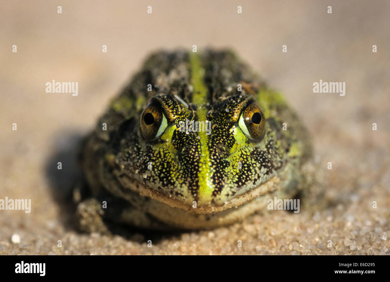 Burrowing frog hi-res stock photography and images - Alamy