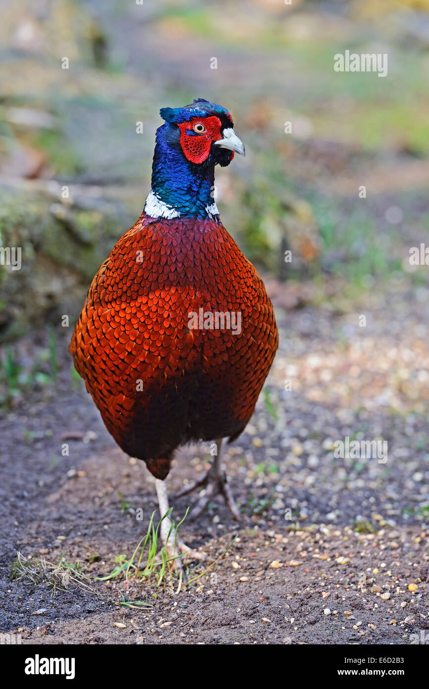 Rooster pheasant hi-res stock photography and images - Alamy