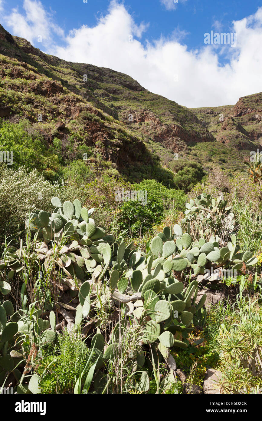Barranco de guayadeque gran canaria hi-res stock photography and images ...