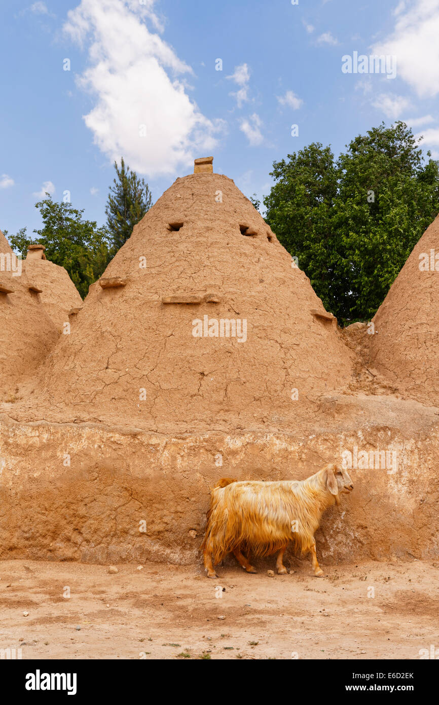Goat in front of beehive-shaped mud-brick trulli houses, Harran ...