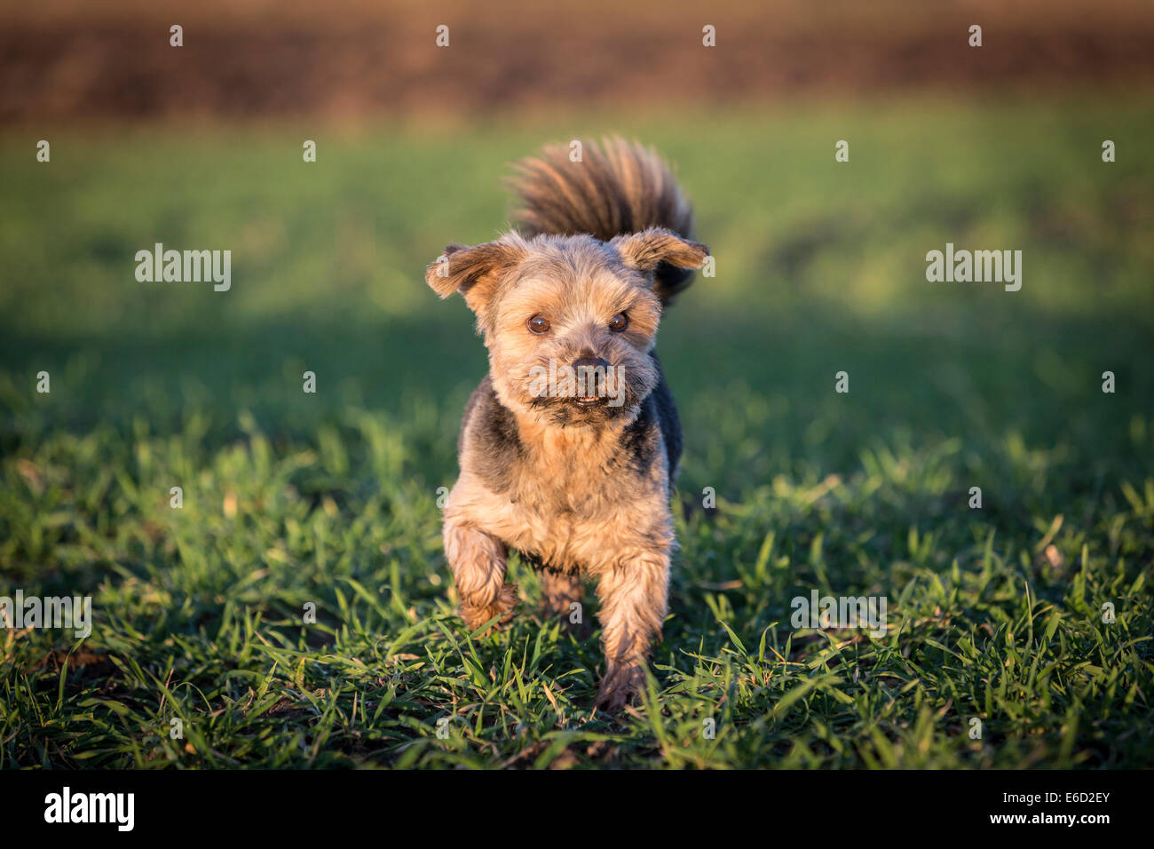 Terrier standing hi-res stock photography and images - Alamy