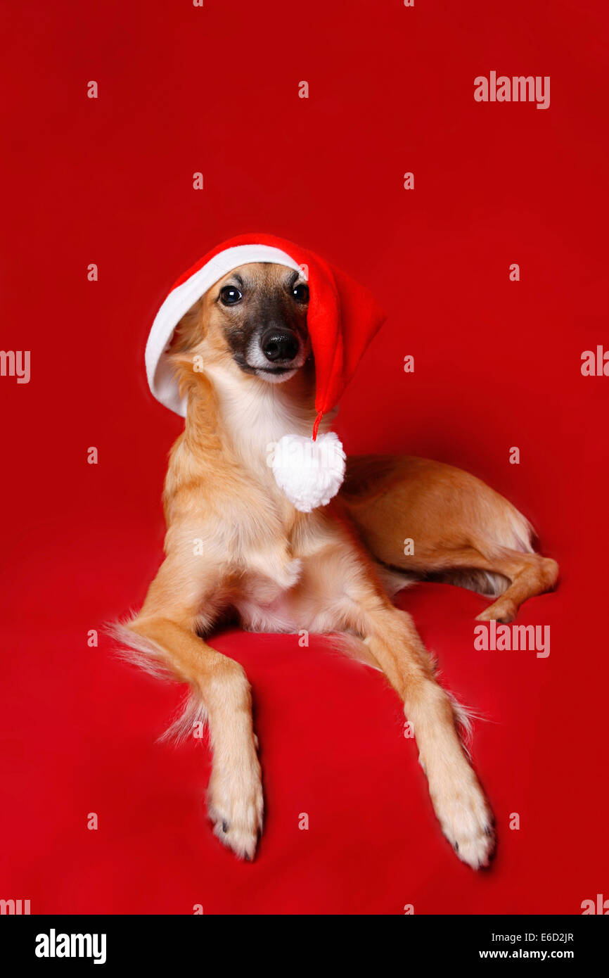 Longhaired whippet silken windsprite whippet hi-res stock photography ...