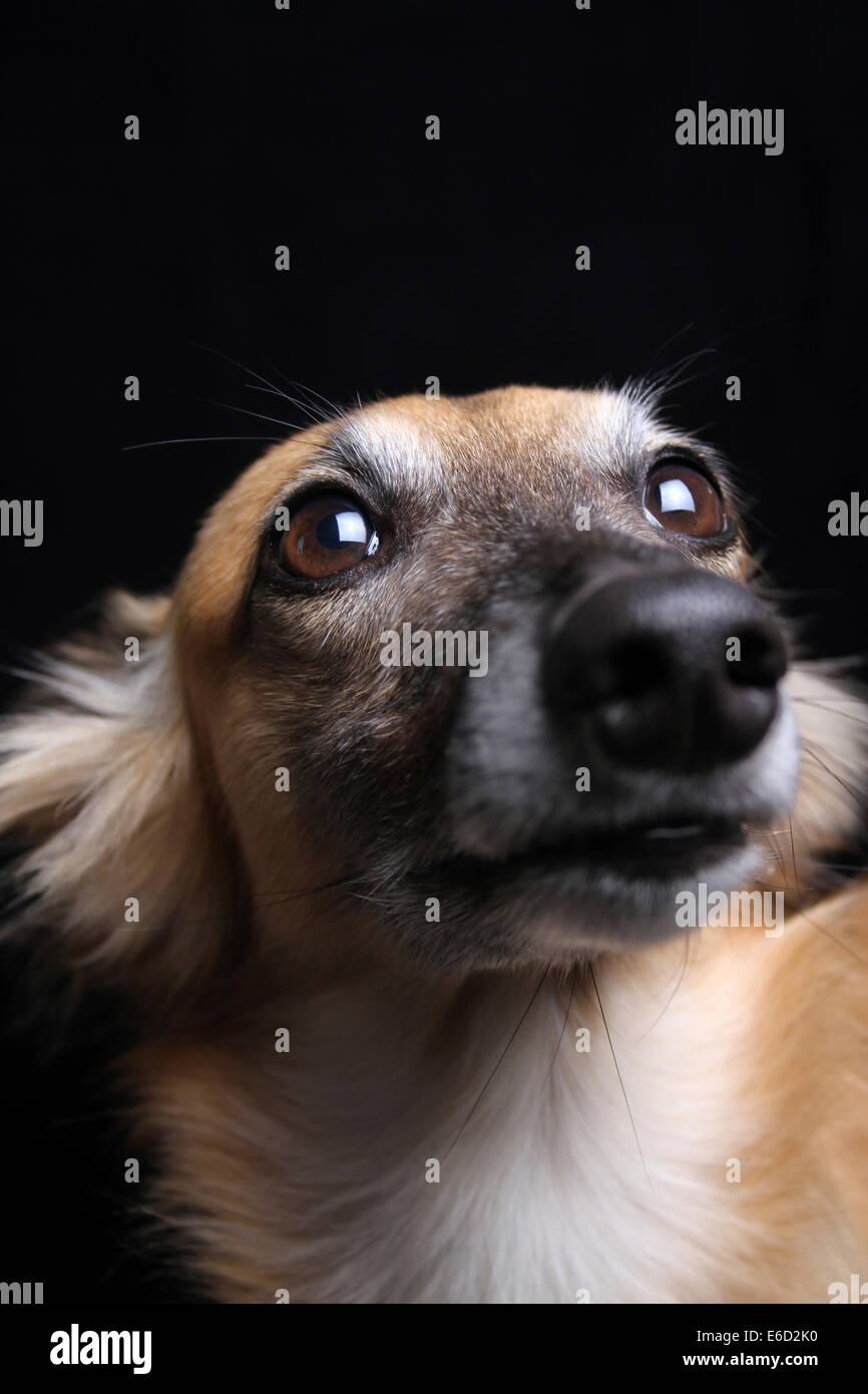 Windsprite dog hi-res stock photography and images - Alamy