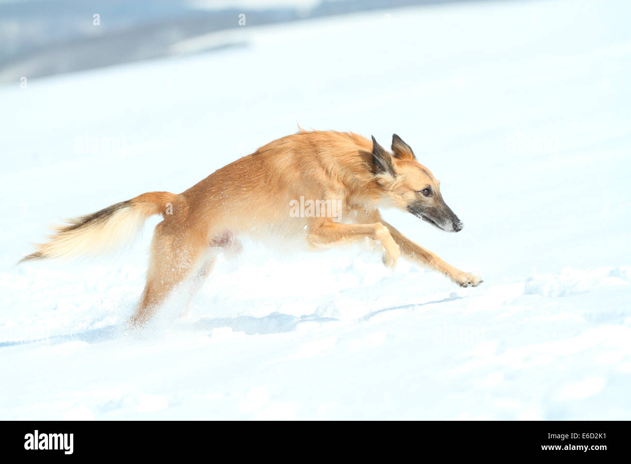 Longhaired Whippet or Silken Windsprite, whippet running in the snow ...
