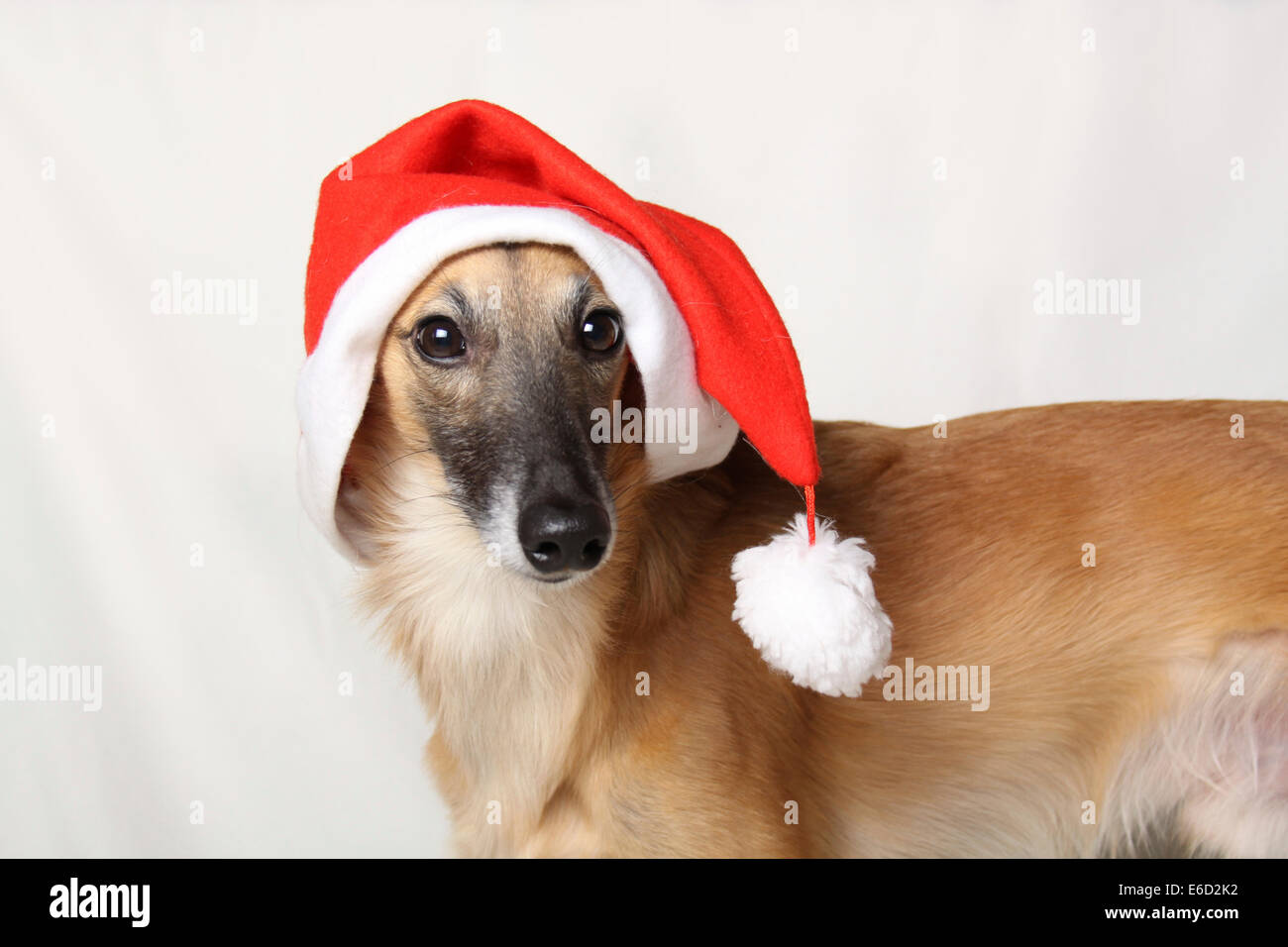 Longhaired Whippet or Silken Windsprite, whippet wearing a Santa hat ...