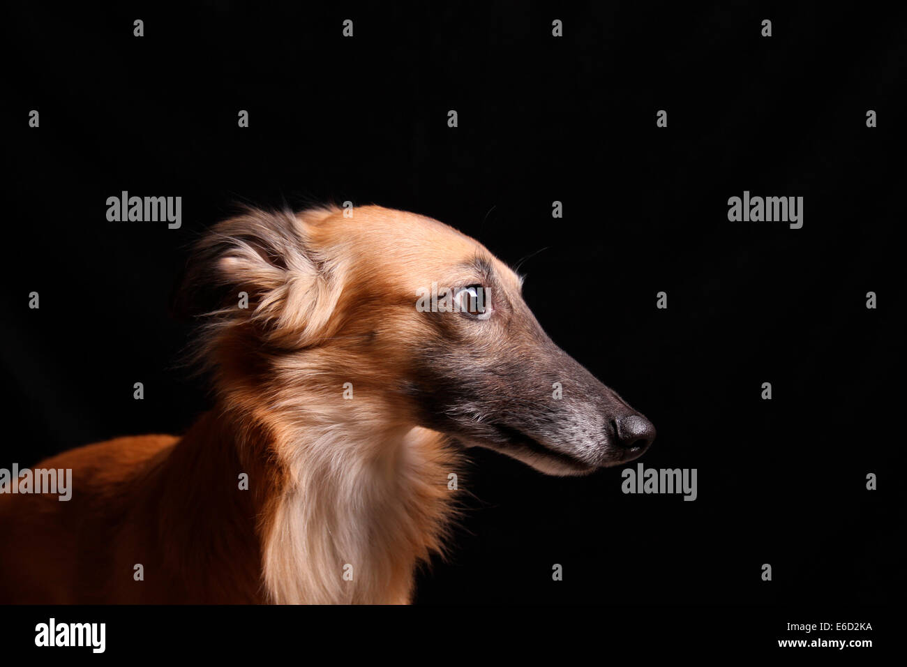 Longhaired Whippet or Silken Windsprite, whippet, portrait Stock Photo ...