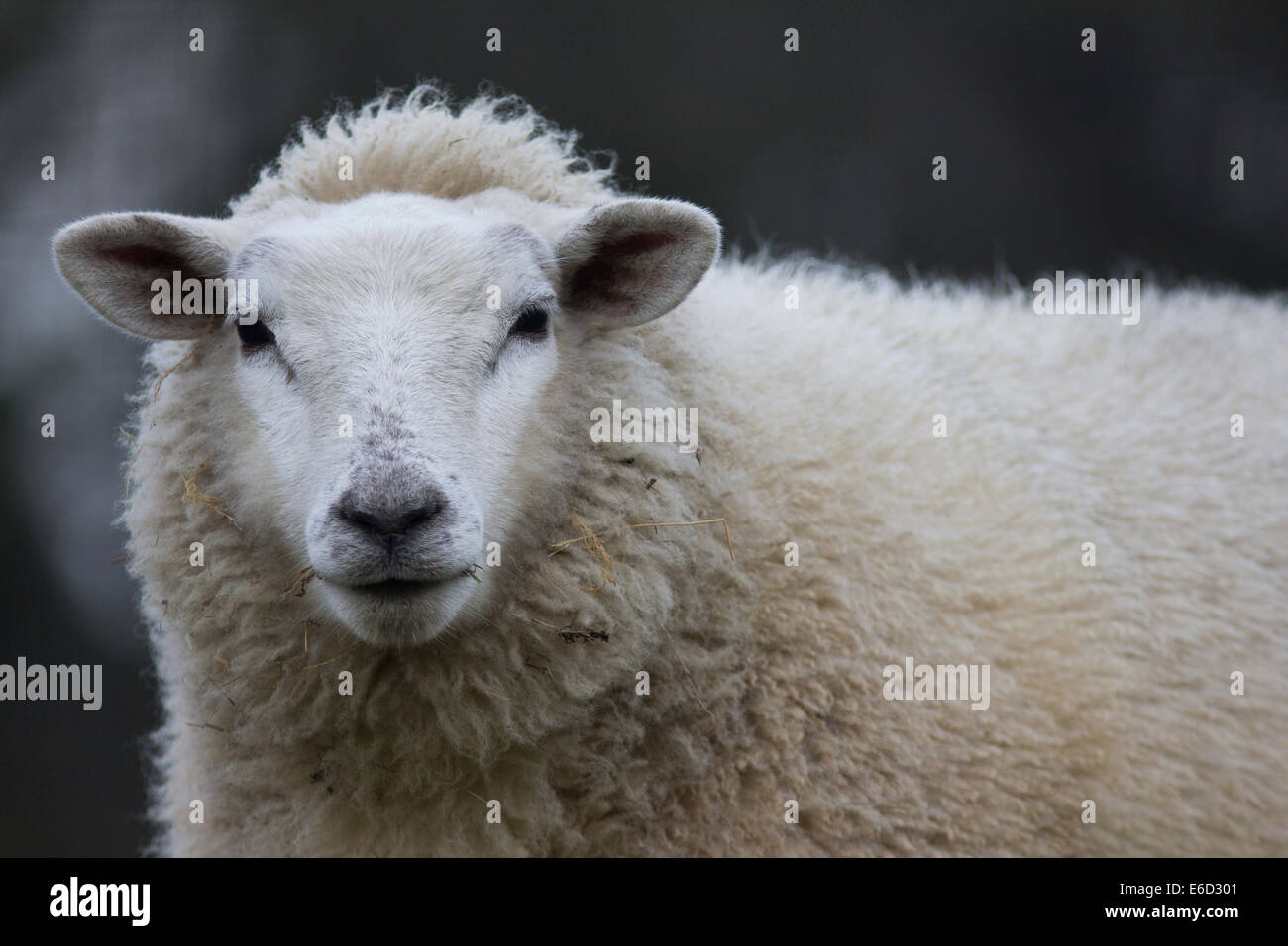 Domestic sheep (Ovis orientalis aries Stock Photo - Alamy