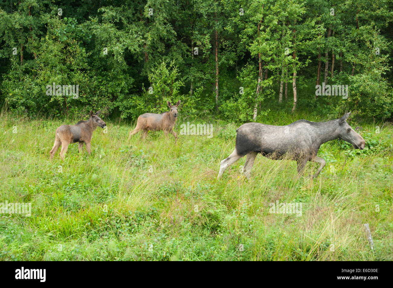 European elk (Alces alces), cow with two calves on a meadow, Lauvsnes ...