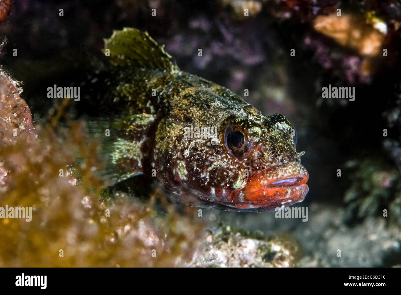 Red-mouthed goby (Gobius cruentatus), Mediterranean Sea, Croatia Stock ...