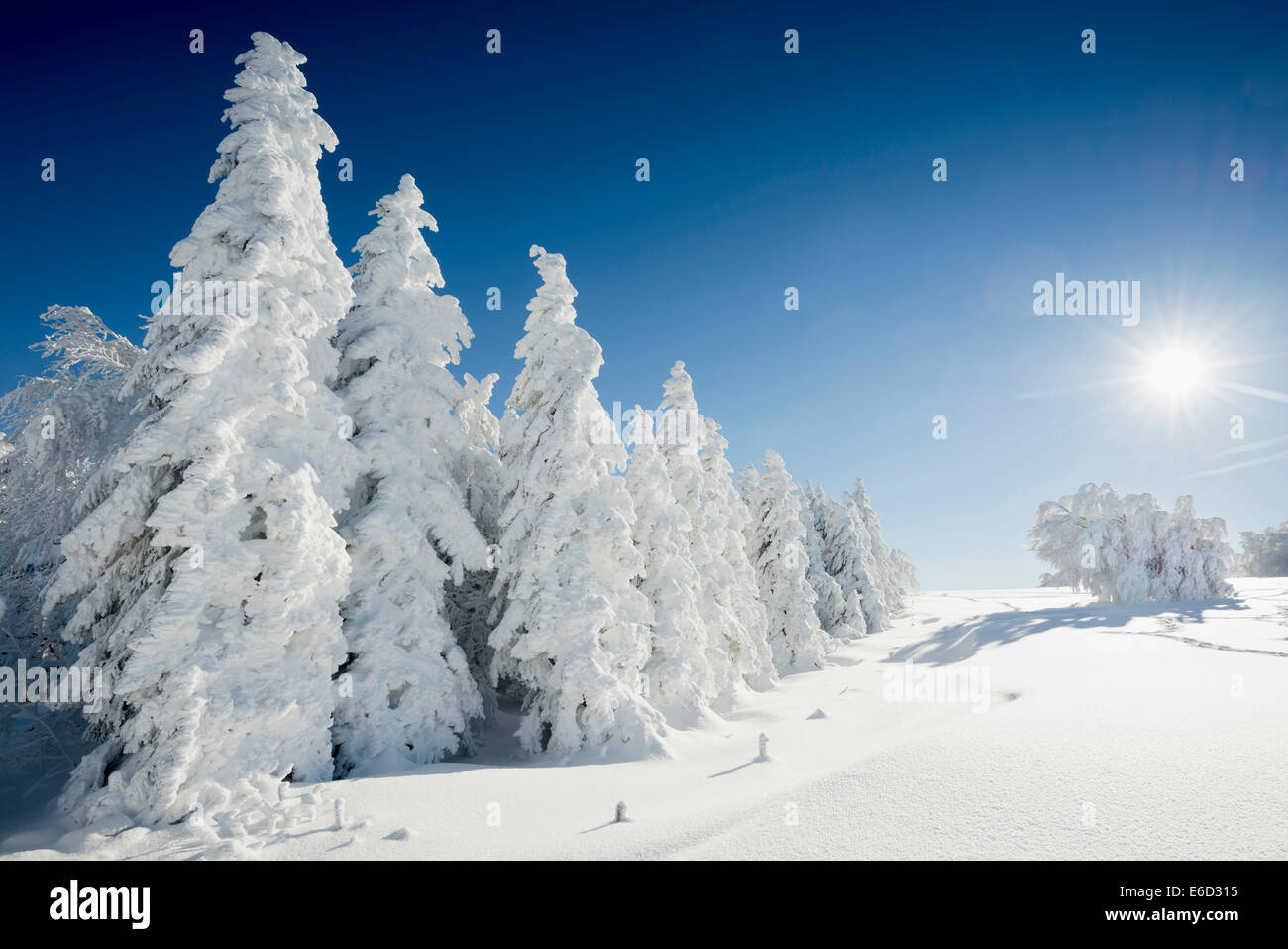 Fir abies sp hi-res stock photography and images - Alamy