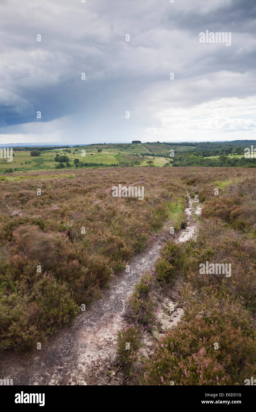 Rain storm moving across the heathland of Ashdown Forest in the Weald ...