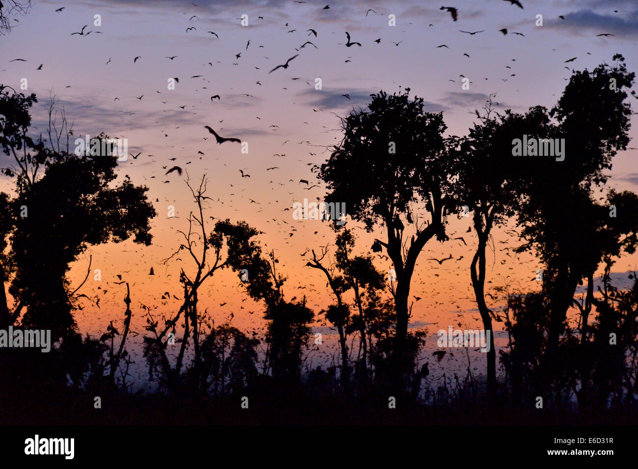 Straw-coloured Fruit Bats (Eidolon helvum), in flight at first light ...