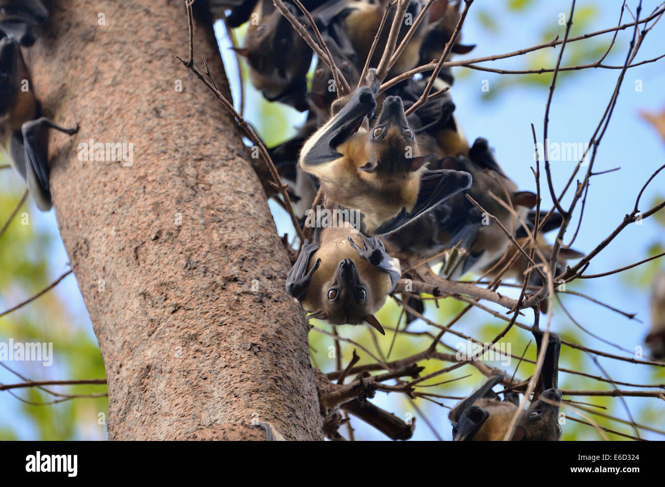 Straw-coloured Fruit Bats (Eidolon helvum) on a tree, Kasanka National ...