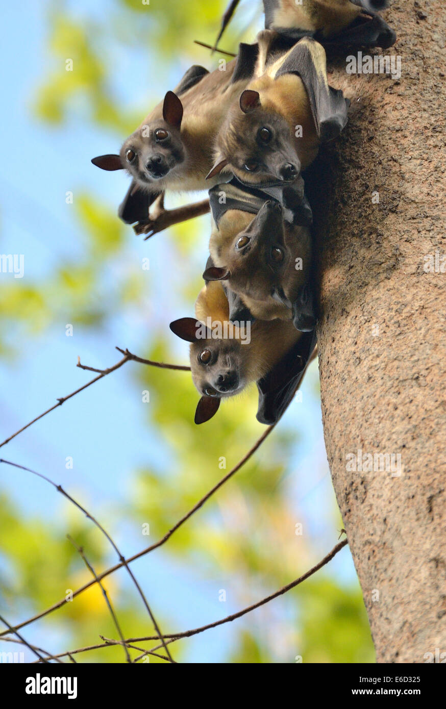 Fruit bats hi-res stock photography and images - Alamy