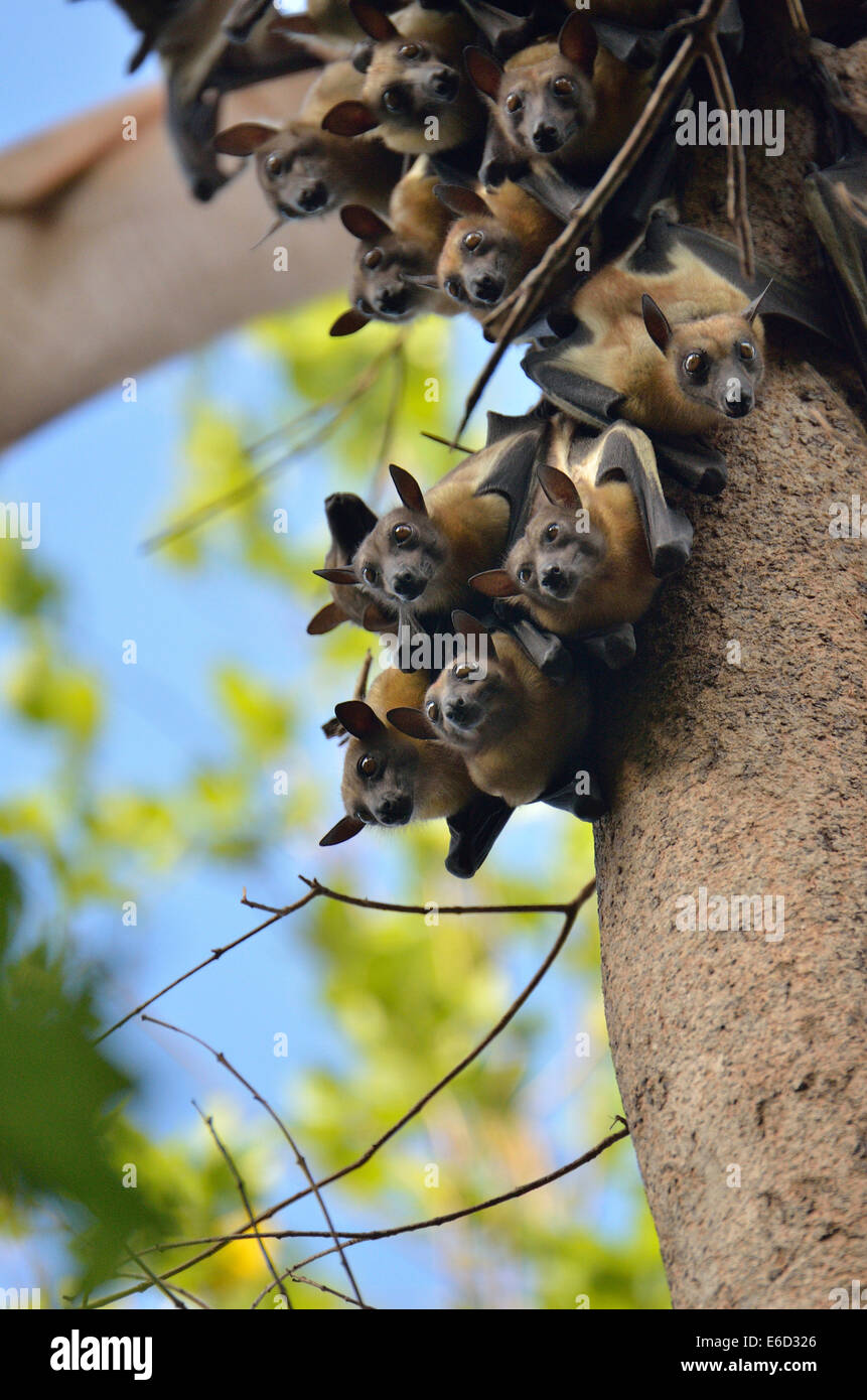 Fruit bats hi-res stock photography and images - Alamy