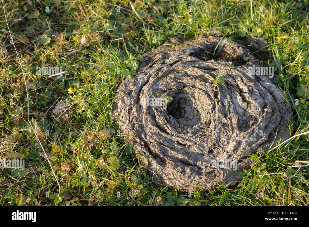 Cowpat hi-res stock photography and images - Alamy