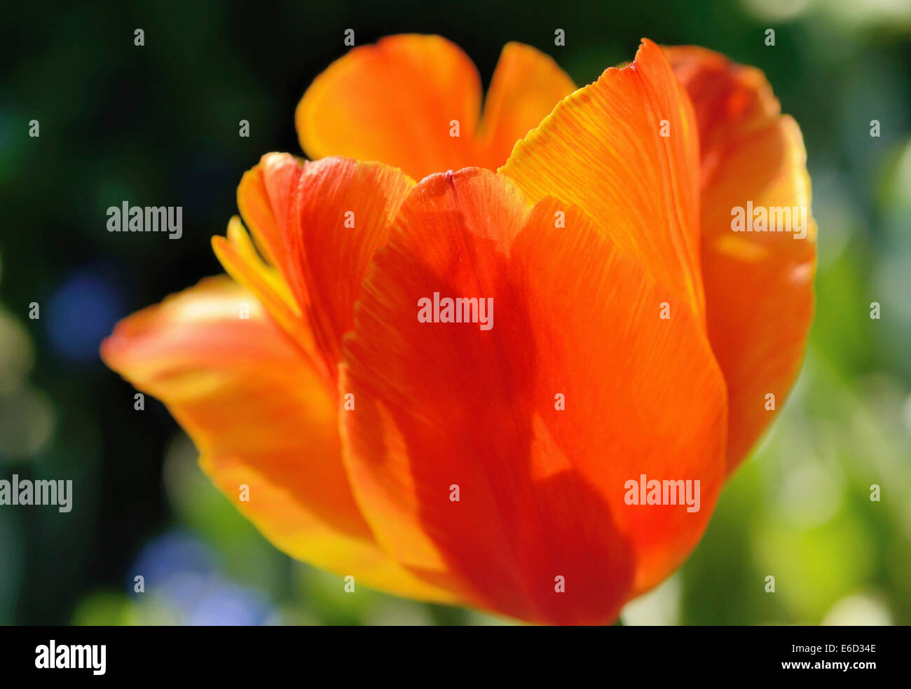 Tulip tulipa sp field High Resolution Stock Photography and Images - Alamy