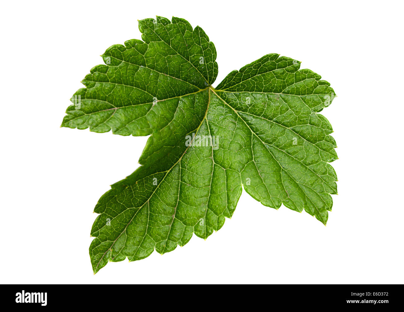 Currant leaf isolated on white background Stock Photo - Alamy