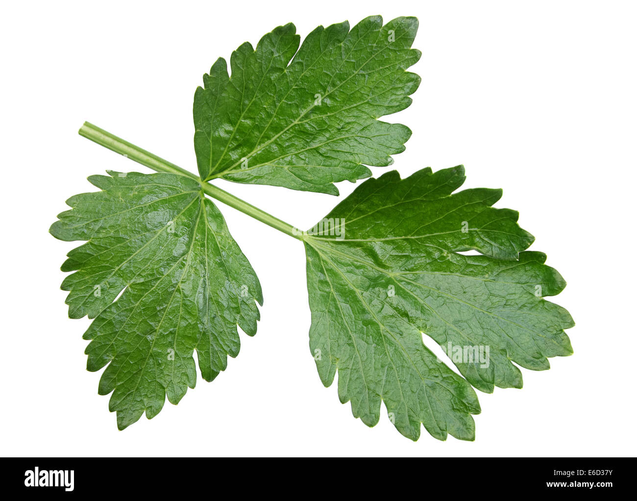 Celery leaf closeup isolated on white background Stock Photo - Alamy