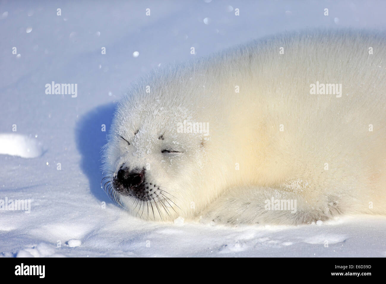 Seal Pup Asleep