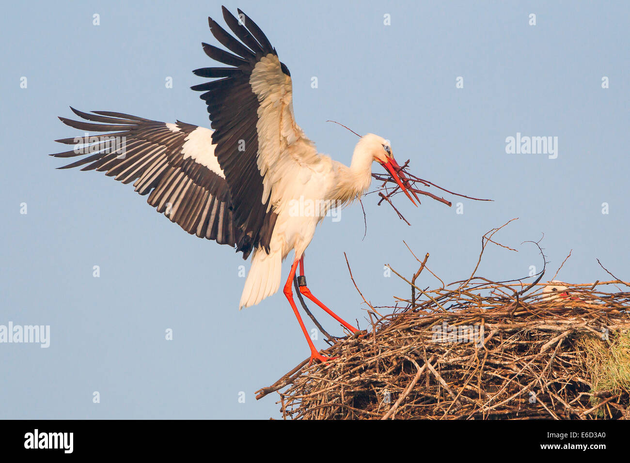 White stork landing hi-res stock photography and images - Alamy